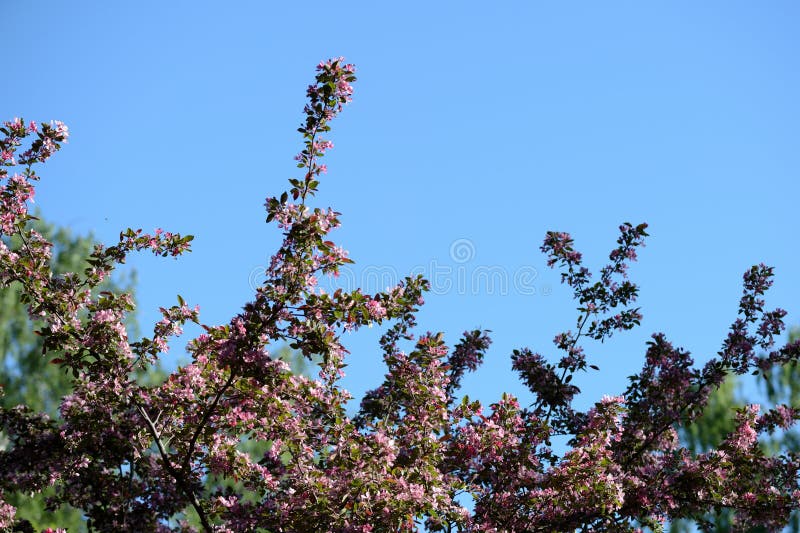 Beautiful Flowering Apple Tree in Spring Garden Stock Image - Image of ...