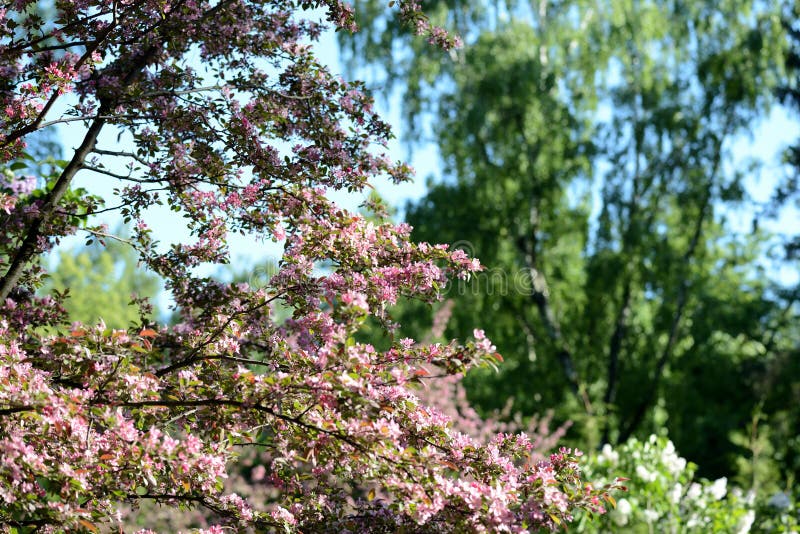 Beautiful Flowering Apple Tree in Spring Garden Stock Photo - Image of ...