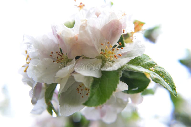 Beautiful Flowering Apple Trees in Spring on a Blur Background Stock ...