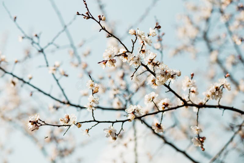 Beautiful Flowering Apricot Tree in Blue Sky Stock Image - Image of ...