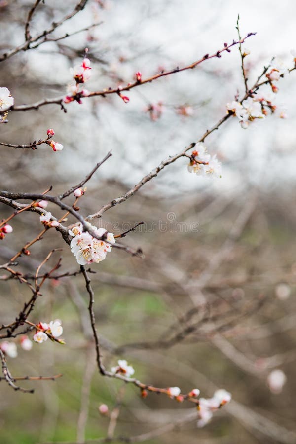 Beautiful Flowering Apricot Tree in Spring Time Stock Photo - Image of ...