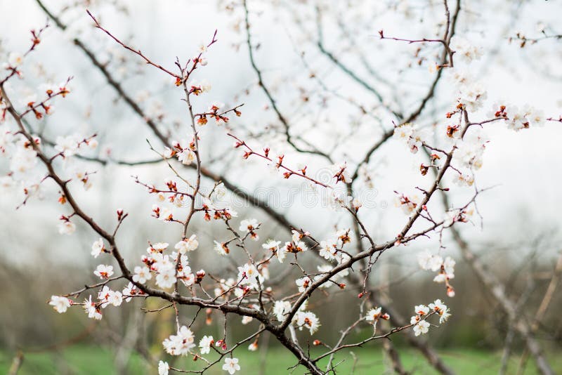 Beautiful Flowering Apricot Tree in Spring Time Stock Photo - Image of ...
