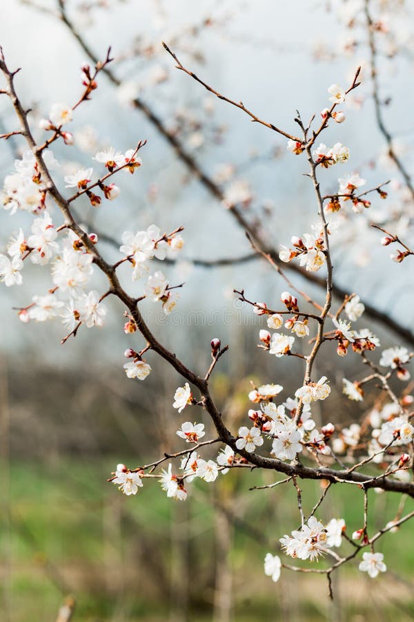 Beautiful Flowering Apricot Tree in Spring Time Stock Photo - Image of ...