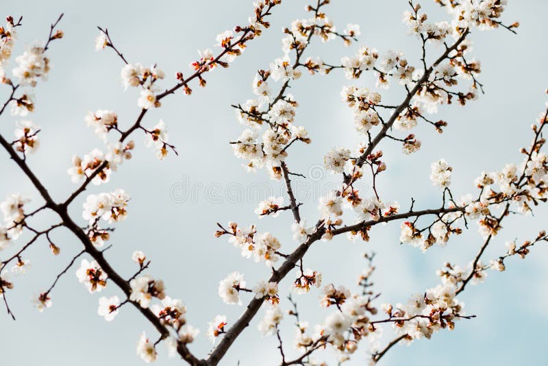 Beautiful Flowering Apricot Tree in Spring Time Stock Photo - Image of ...