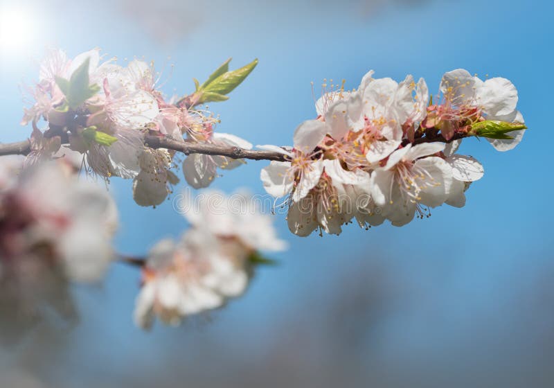 Beautiful Flowering Apricots in Spring.Blossoming of Fruit Trees. Stock ...