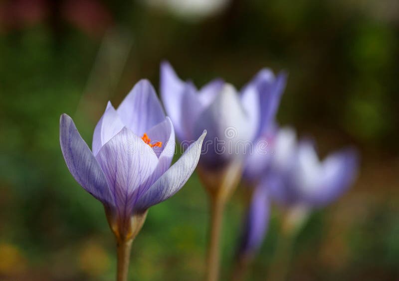 Beautiful Flowering of Autumn Crocuses Stock Image - Image of purple ...