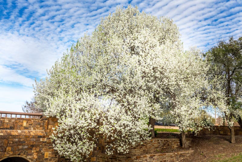 Beautiful Flowering Bradford Pear Trees in Springtime in Texas Stock ...