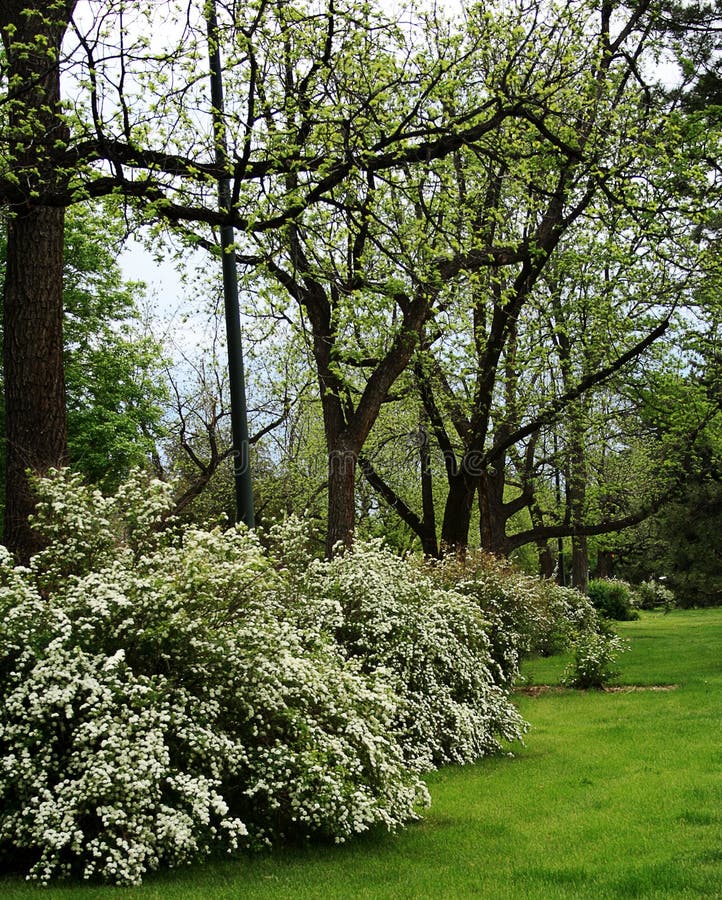 Flowering Bushes and Trees in the Spring Park Stock Photo - Image of ...