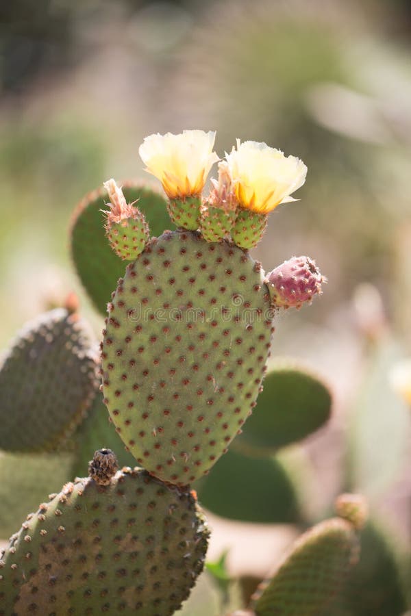 Beautiful flowering cactus stock image. Image of natural - 95804737