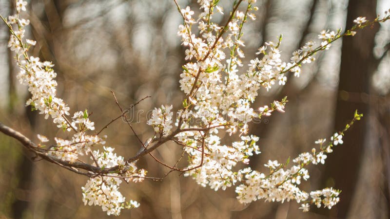Beautiful Flowering Cherry Trees in Spring Day. Stock Image - Image of ...