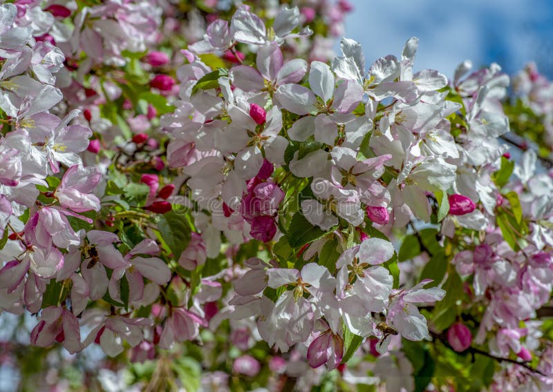Beautiful Flowering of the First Spring Flowers. Stock Photo - Image of ...