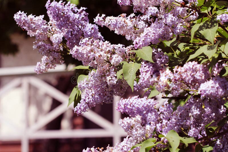 Beautiful Flowering Flowers of Lilac Tree at Spring. Blossom in Spring ...
