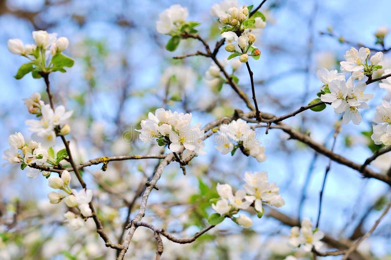 Beautiful Flowering Fruit Tree. Stock Image - Image of cherry, petal ...