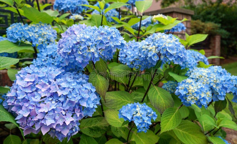 Beautiful Flowering Hydrangea Macrophylla Enziandom Stock Photos - Free ...