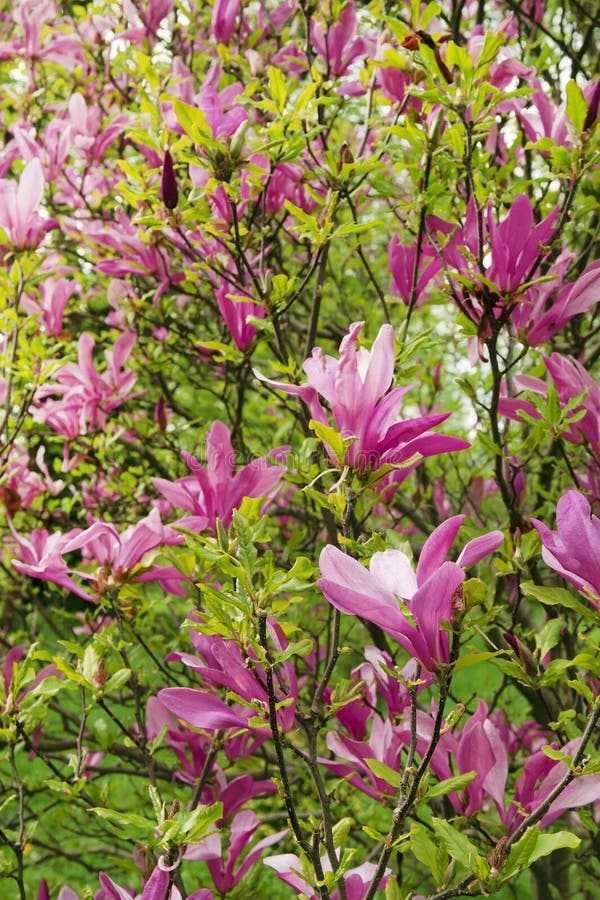 Beautiful Flowering Magnolia Tree in the Spring Stock Photo - Image of ...