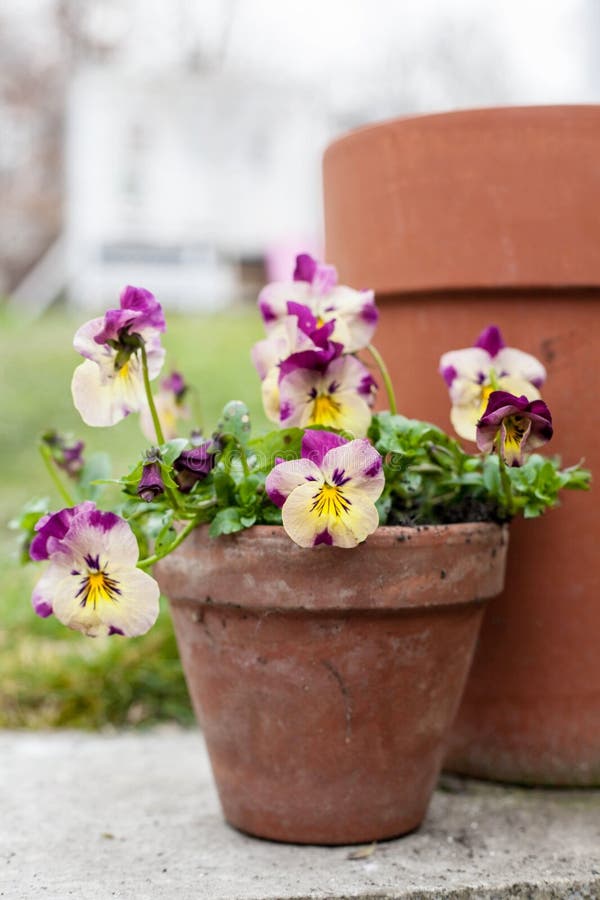 Beautiful Flowering Pansy Trailing in Traditional Ceramic Pot Stock ...