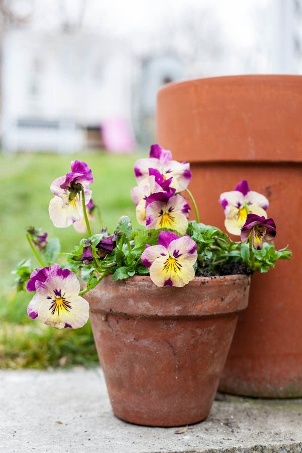 Beautiful Flowering Pansy Trailing in a Traditional Ceramic Pot Stock ...