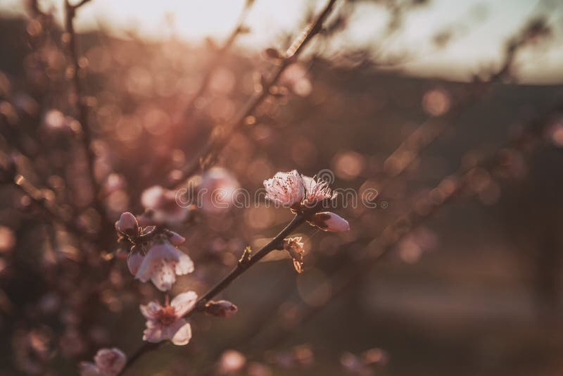 Flowering Peach. Background with Flowers on a Spring Day, Sunset Stock ...