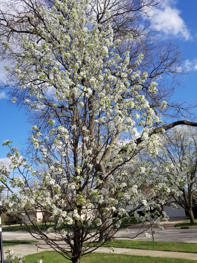 Beautiful flowering pear stock image. Image of blossom - 216870527