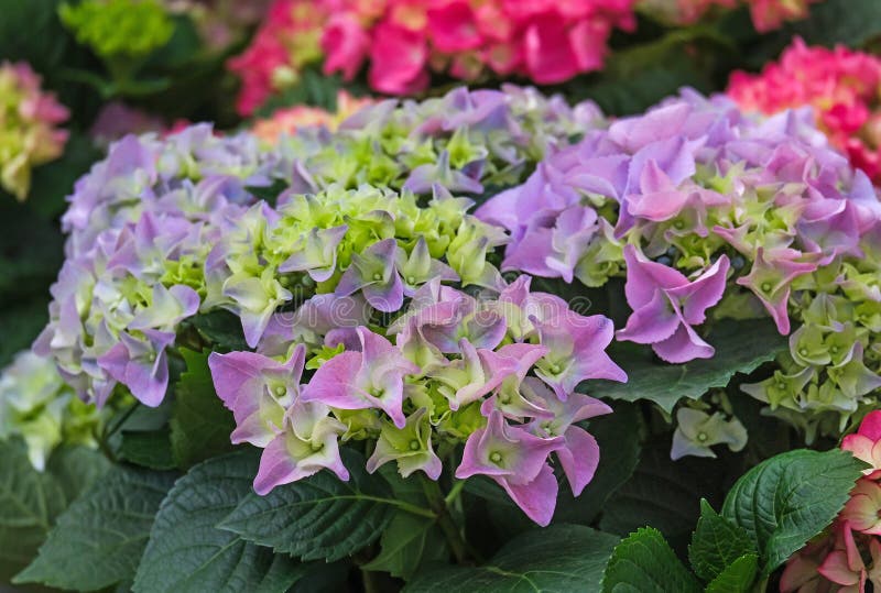 Beautiful Flowering Pink Hydrangea Stock Image - Image of leaves ...