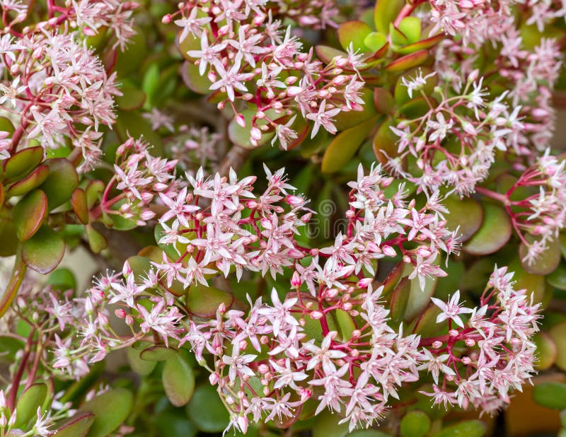 Beautiful Flowering Plant of Crassula Ovata. Selective Focus Stock ...