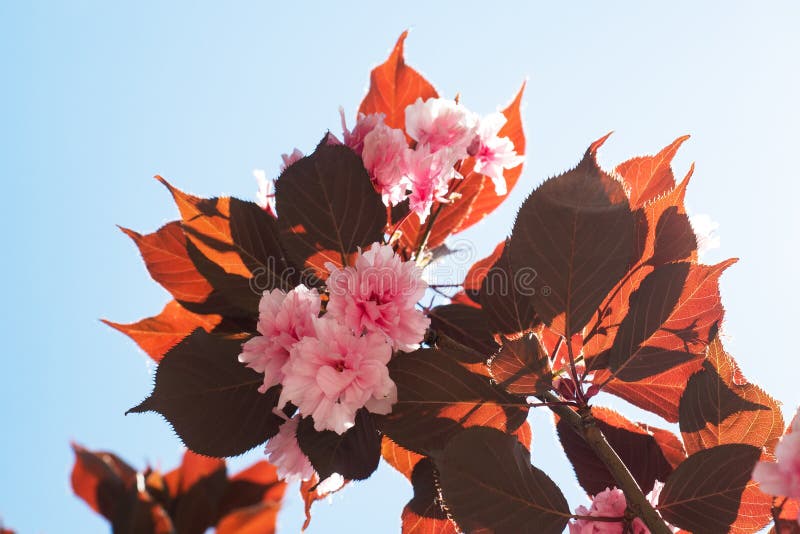 A Beautiful Flowering Plum Tree, Pink Flowers Bloomed in Spring Stock ...