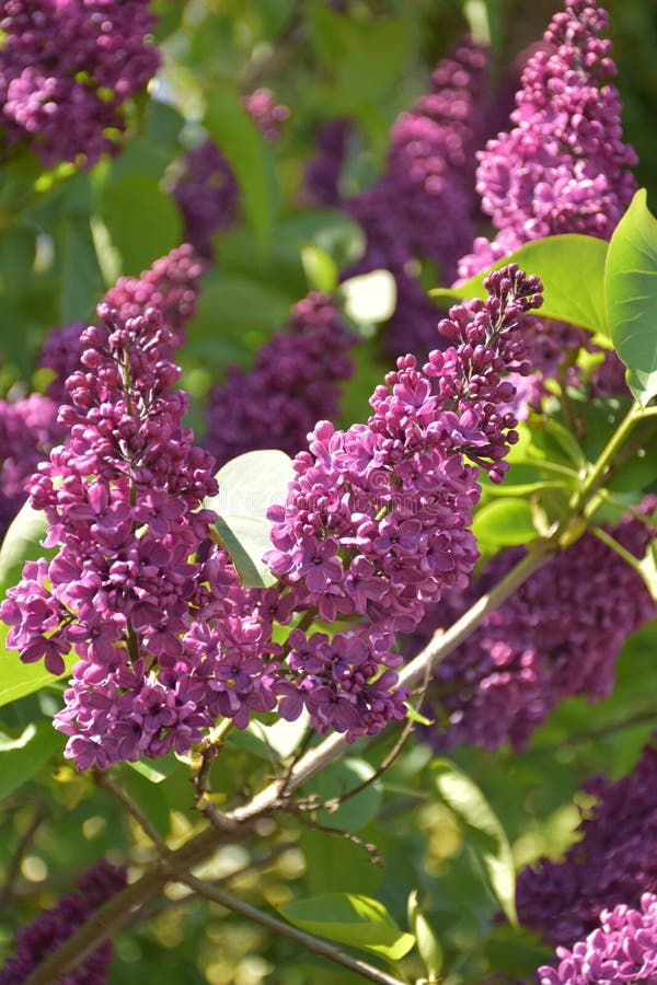 Beautiful Flowering Purple Common Lilac Bush in the Springtime Stock ...