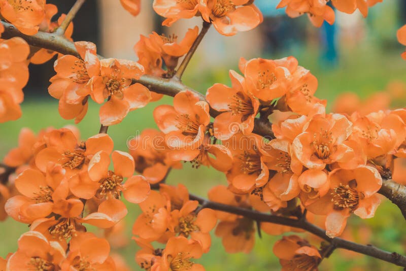 Beautiful Flowering Shrub. Lots of Beautiful Flowers Stock Photo ...