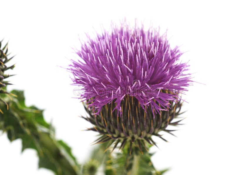 Flowering Thistle Against Blue Skies Stock Image - Image of weeds ...