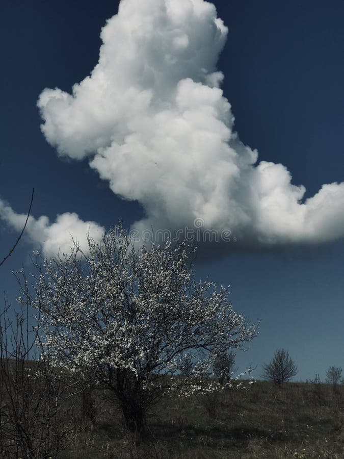 Spring in Ukraine Village 2022 Stock Photo - Image of nature, flowering ...