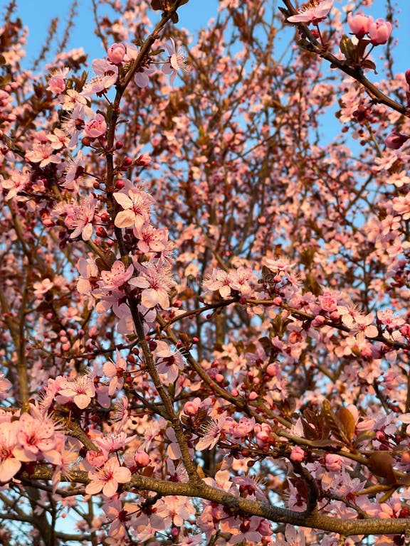 A Beautiful Flowering Tree Garden Spring Walk Stock Image - Image of ...