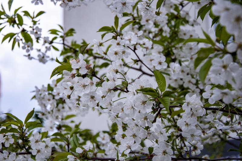 Beautiful Flowering Trees. Flowers on Fruit Trees Everlasting Stock ...