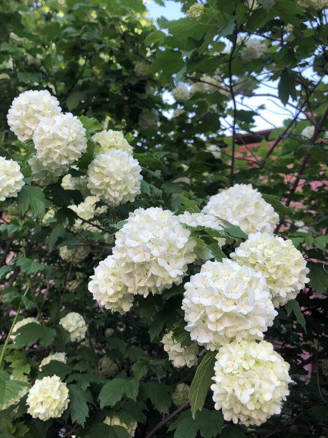 Beautiful Flowering Trees in the Garden Stock Image - Image of ...