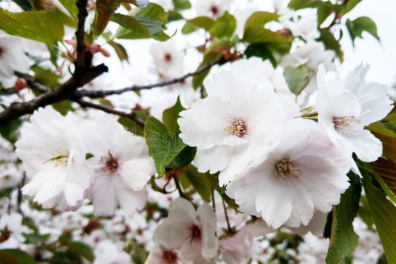 Beautiful Flowering Trees in the Garden in Spring. Background of Nature ...