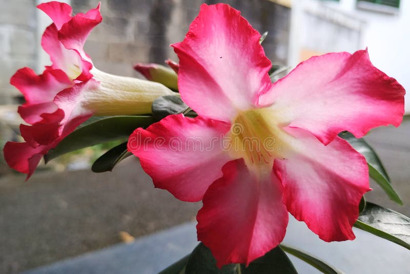 Beautiful Flowers Of Adenium Obesum In The Garden Stock Image Image