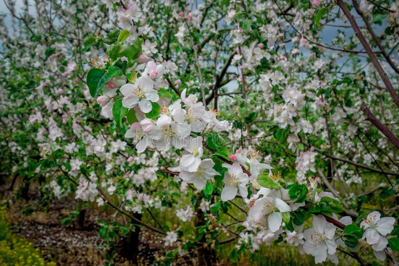 Beautiful Flowers during Apple Blossom in Spring Stock Photo - Image of ...