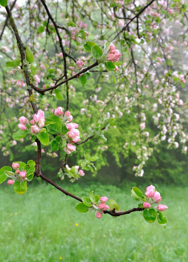 Beautiful Flowers of an Apple Tree Stock Image - Image of purity ...