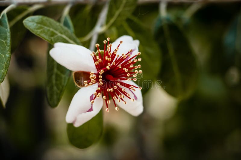 Beautiful Spring Elements in Nature Background Stock Photo - Image of ...