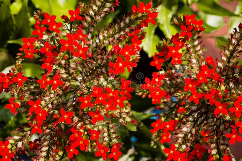 Beautiful Spring Elements in Nature Background Stock Photo - Image of ...