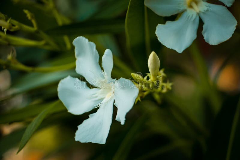 Beautiful Spring Elements in Nature Background Stock Photo - Image of ...
