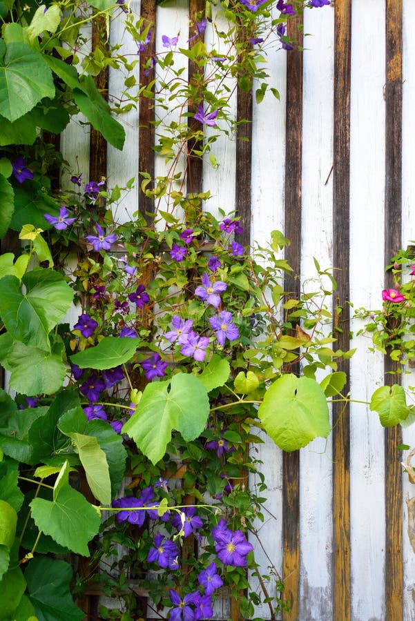 Rose Vine Corner Border Stock Photos - Free & Royalty-Free Stock Photos ...