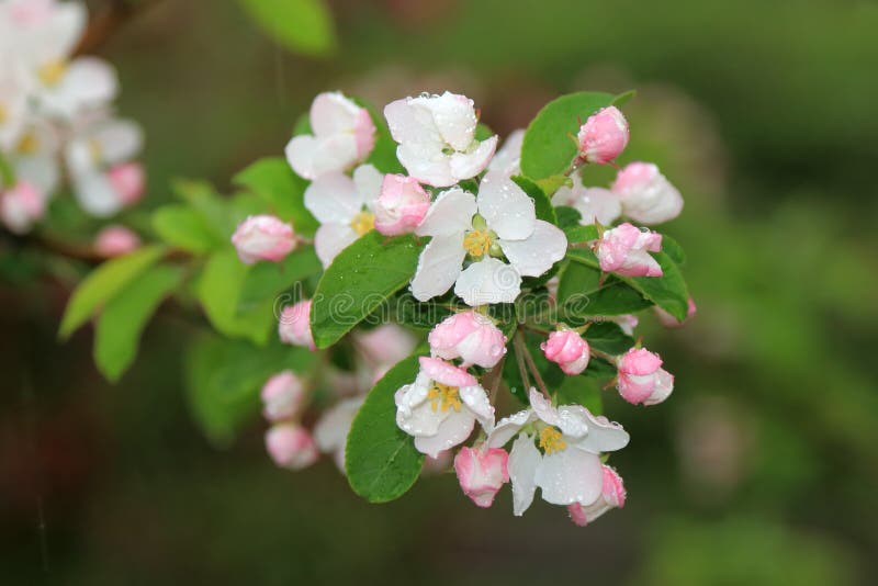 Beautiful Flowers Blooming in Spring in an Apple Tree with Water ...