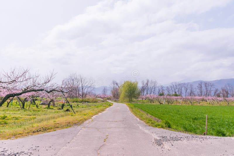 Beautiful Flowers Blossoming beside a Country Road in Spring Day Stock ...