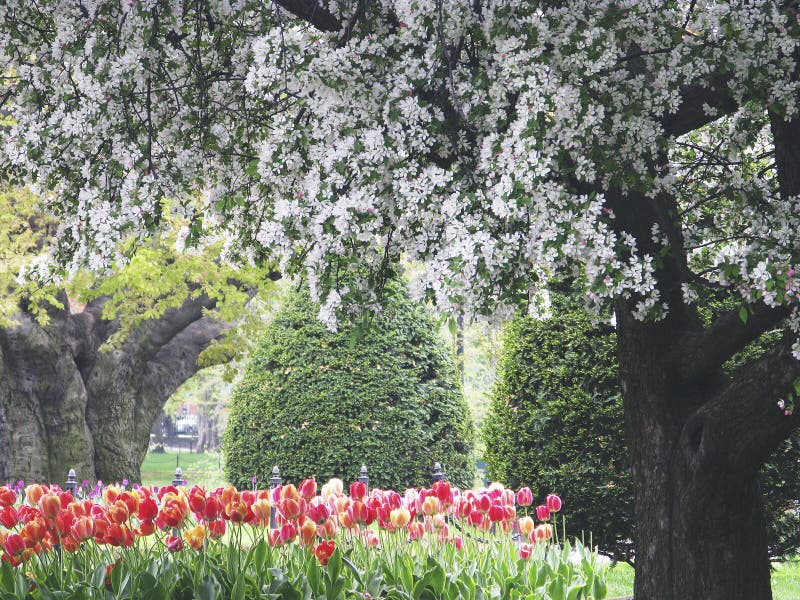 Beautiful Flowers stock photo. Image of nature, tulip - 32897000
