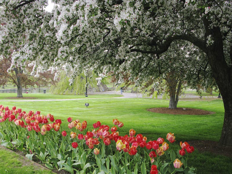 Beautiful Flowers stock photo. Image of tulip, vibrant - 32897016