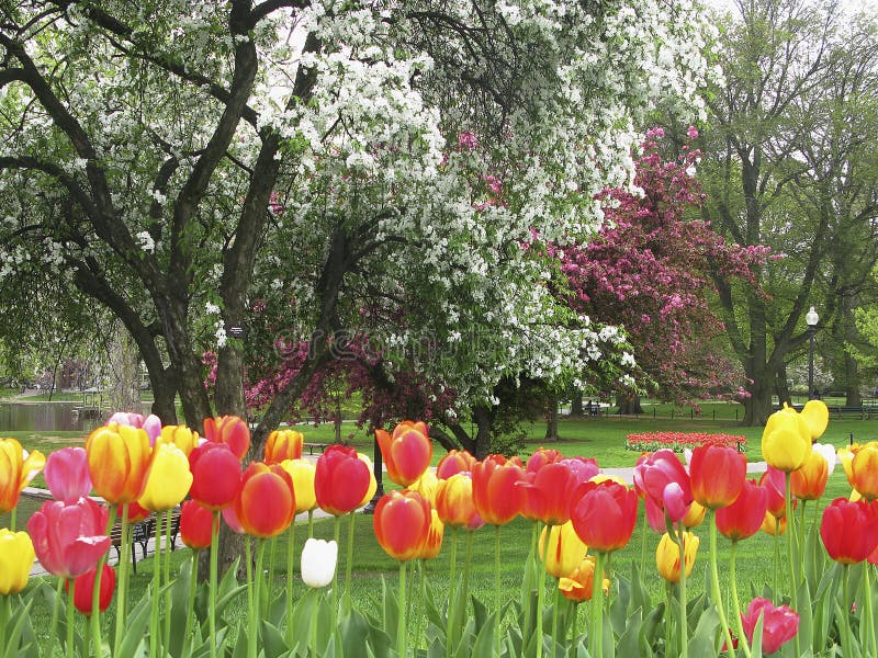 Beautiful Flowers stock image. Image of plant, closeup - 32897029