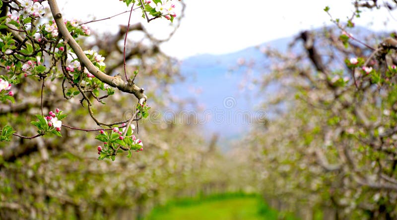 Beautiful Flowers on a Branch of an Apple Tree ,blooming Orchard in ...