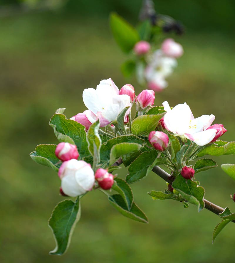 Beautiful Flowers on a Branch of an Apple Tree ,blooming Orchard in ...