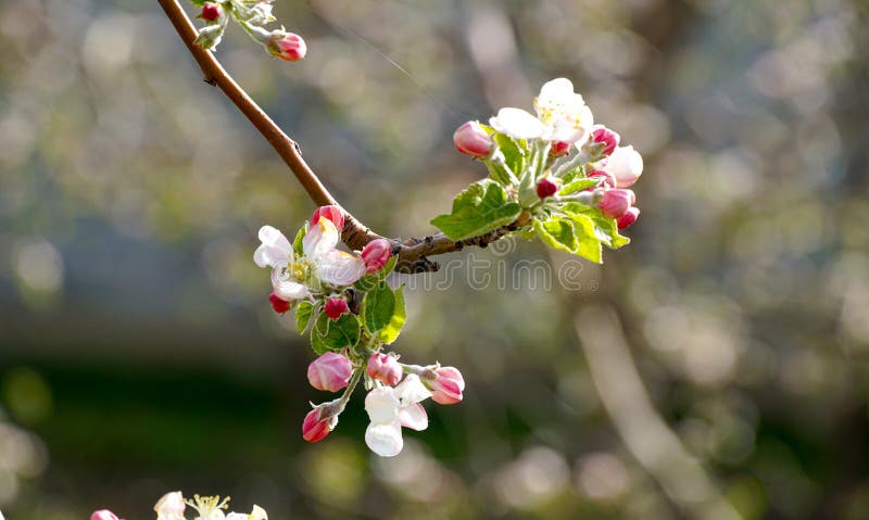 Beautiful Flowers on a Branch of an Apple Tree ,blooming Orchard in ...