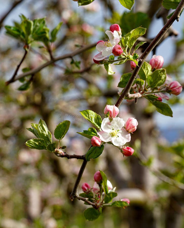 Beautiful Flowers on a Branch of an Apple Tree ,blooming Orchard in ...